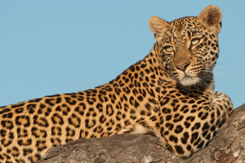 Luipaard in boom stock afbeelding. Image of warm, gewervelde - 22761407