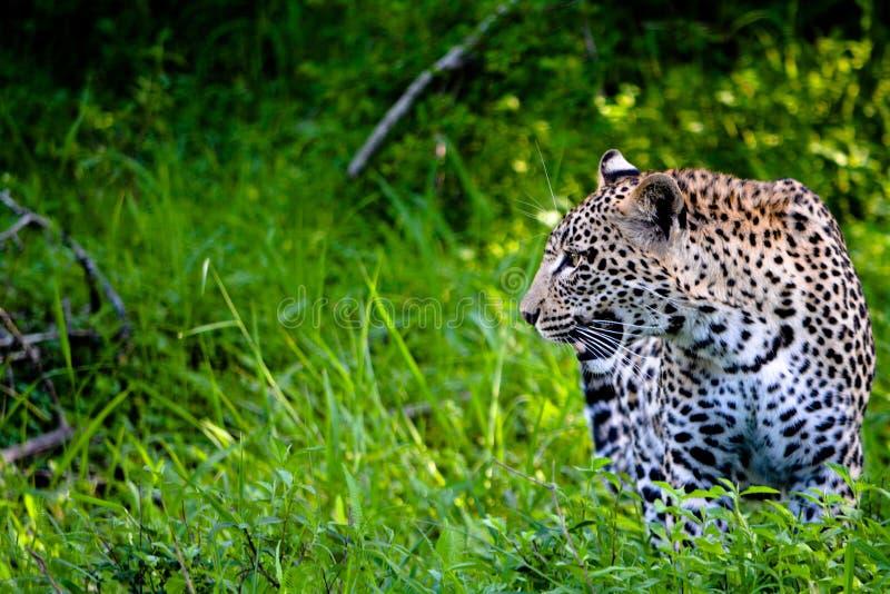 Luipaard Het Besluipen Prooi in Zuid-Afrika Stock Foto - Image of jacht ...