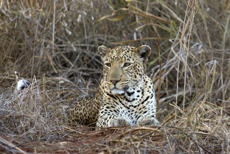 Luipaard, Leopard, Panthera Pardus Stock Image - Image of afrika ...
