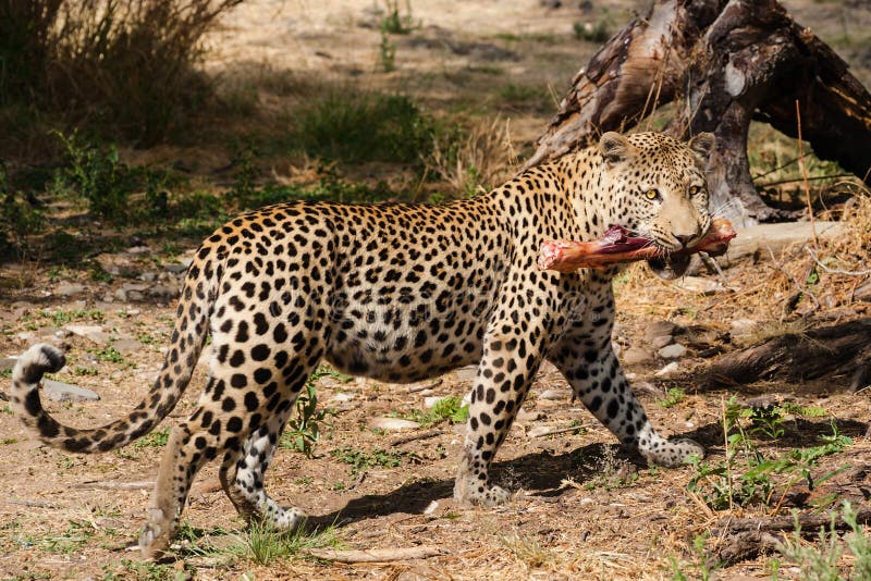 Luipaard met prooi stock foto. Image of milieu, bevlekt - 48542396