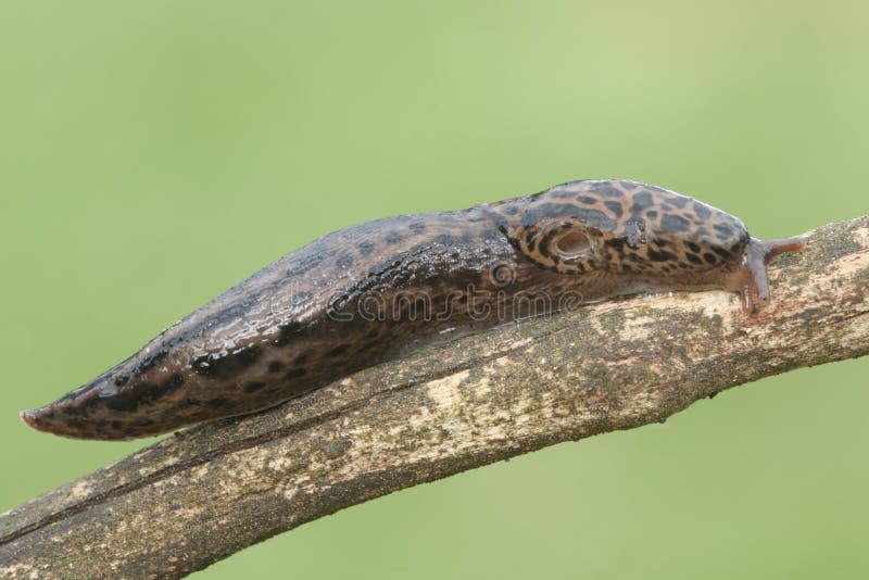 Limaxmaximus, Letterlijk, ‚grootste Naaktslak ‚ Stock Foto - Image of ...