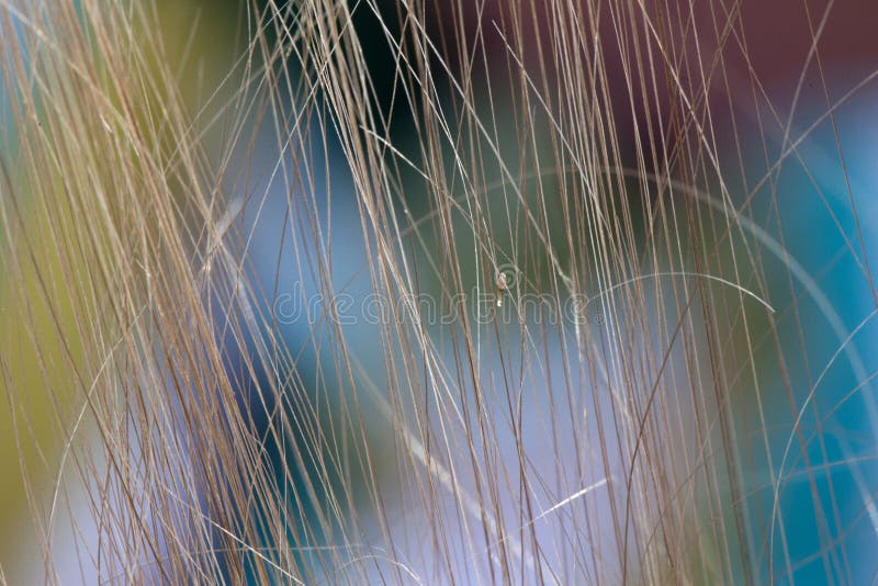 Luizen stock foto. Image of insecten, luis, eieren, voorhoofd - 23263416