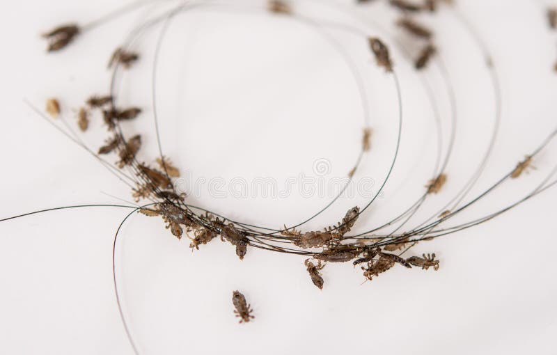 Luizen in haar en kam stock foto. Afbeelding bestaande uit achtergrond ...