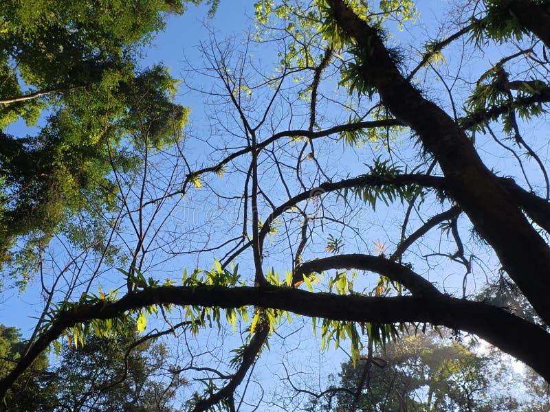 Lukking Up Tree with Moss and Fern Stock Photo - Image of rock, scenery ...