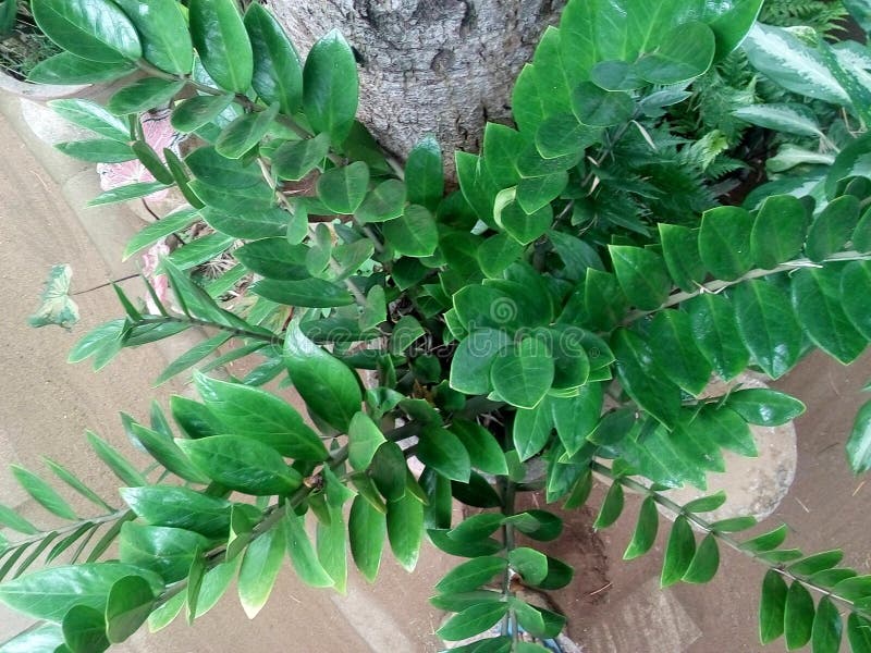 Luky tree stock photo. Image of lanka, tree, luky, treein - 94447404