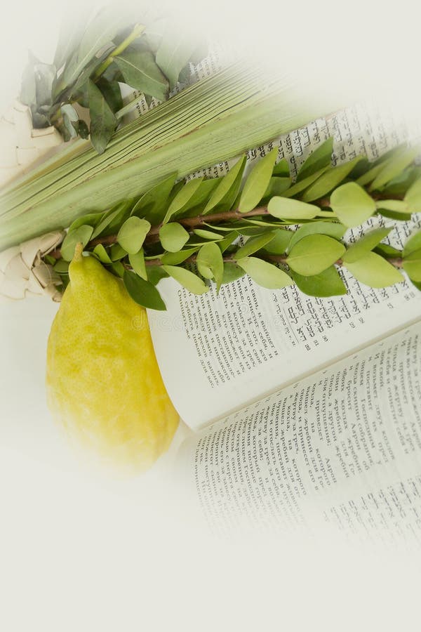Lulav stock image. Image of holiday, hebrew, myrtle, jewish - 78989163