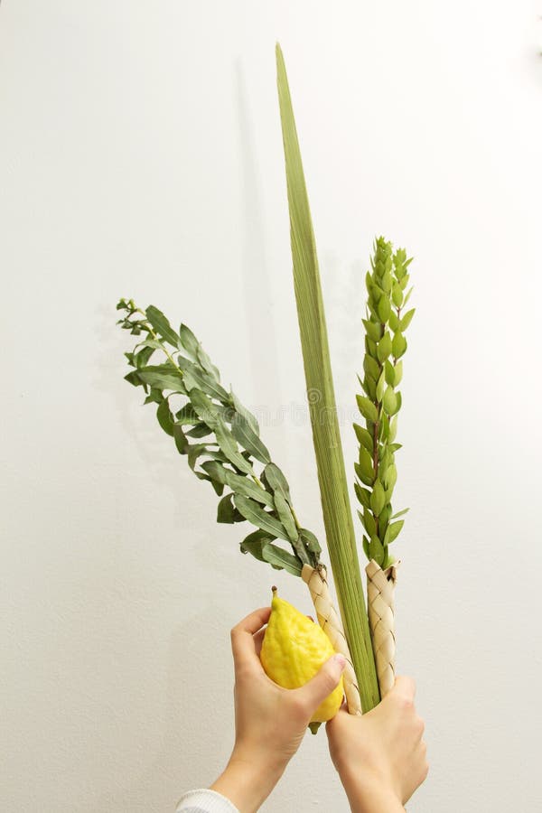 Lulav and Etrog stock photo. Image of feast, religious - 20321726