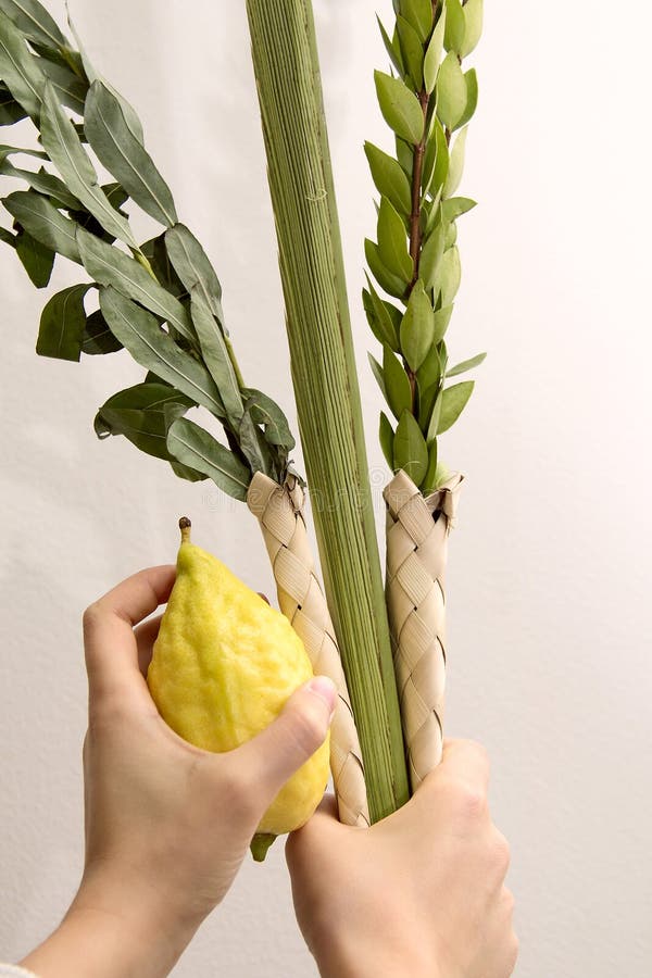 Lulav stock photo. Image of esrog, autumn, copy, citron - 78989184