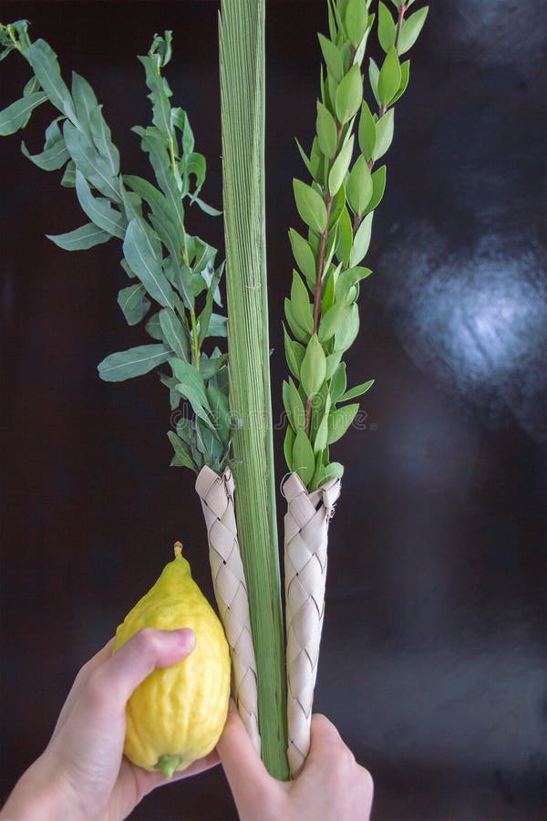 Lulav stock photo. Image of branch, fruit, celebration - 78989336