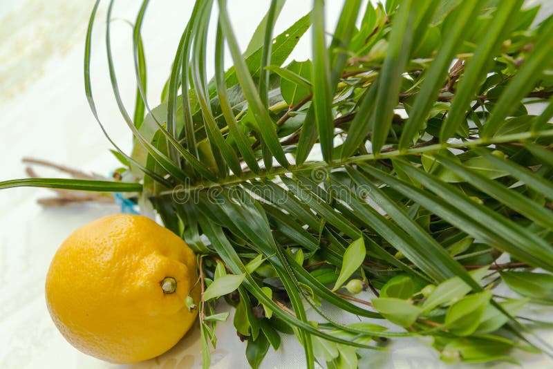Lulav stock image. Image of holiday, hebrew, myrtle, jewish - 78989163