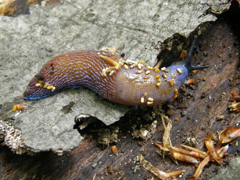 Lumaca immagine stock. Immagine di selvaggio, melma, nave - 10130919