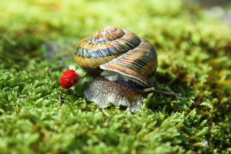 Lumaca fotografia stock. Immagine di coperture, francese - 13448740