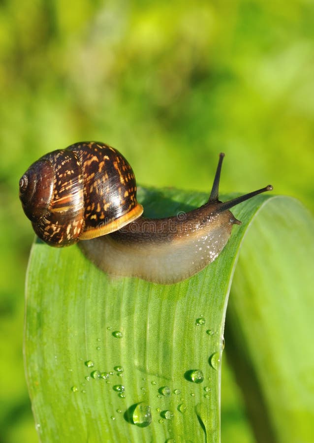 Lumaca immagine stock. Immagine di marrone, animale, mollusco - 15775447