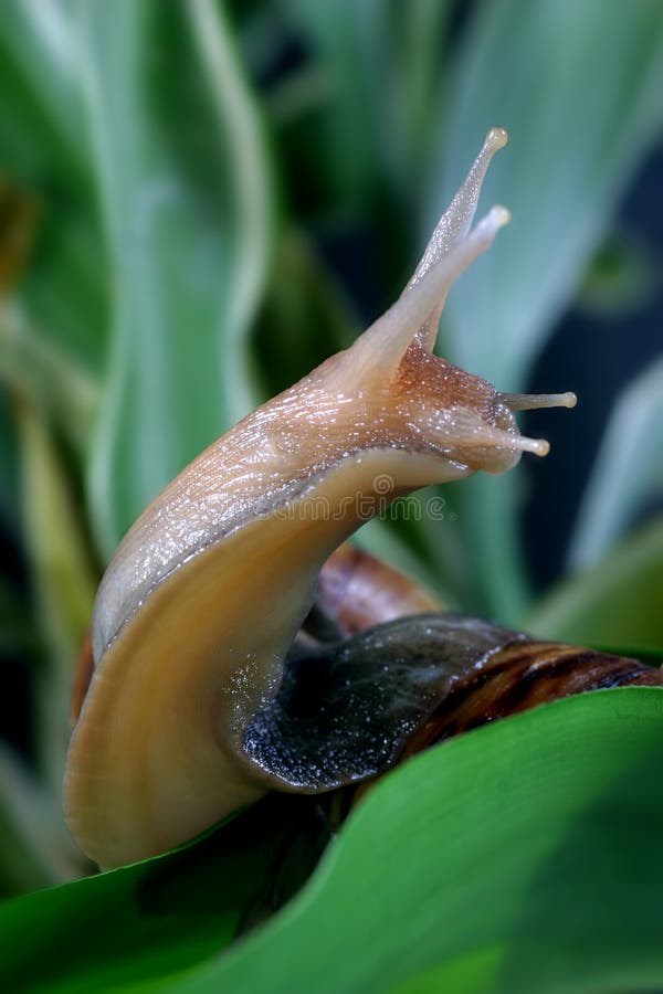 Lumaca immagine stock. Immagine di melma, strisciare, insetto - 2349135