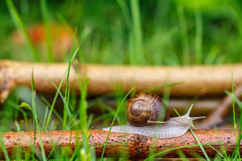 Lumaca fotografia stock. Immagine di wildlife, animale - 31332826