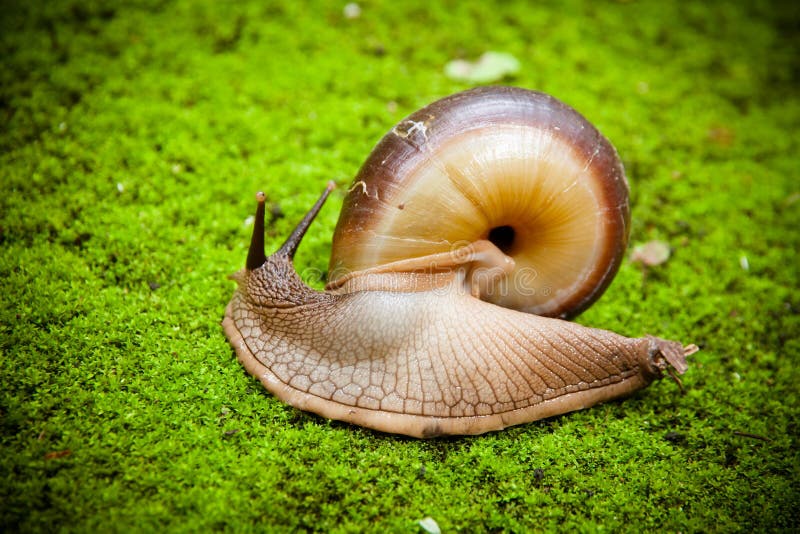 Lumaca fotografia stock. Immagine di nave, spirale, chiusura - 33579378