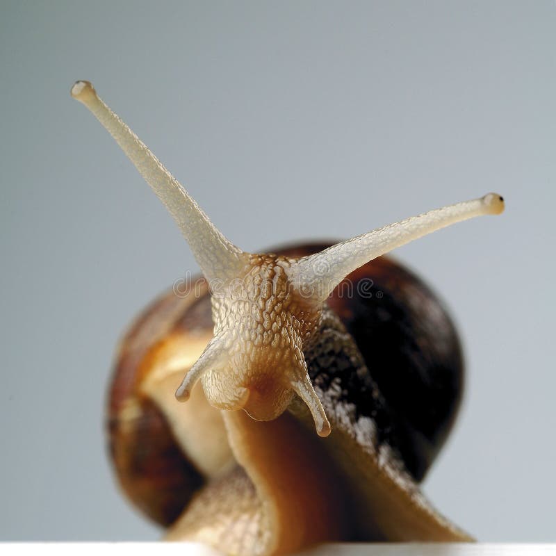 Lumaca fotografia stock. Immagine di imbarazzato, invertebrato - 352058