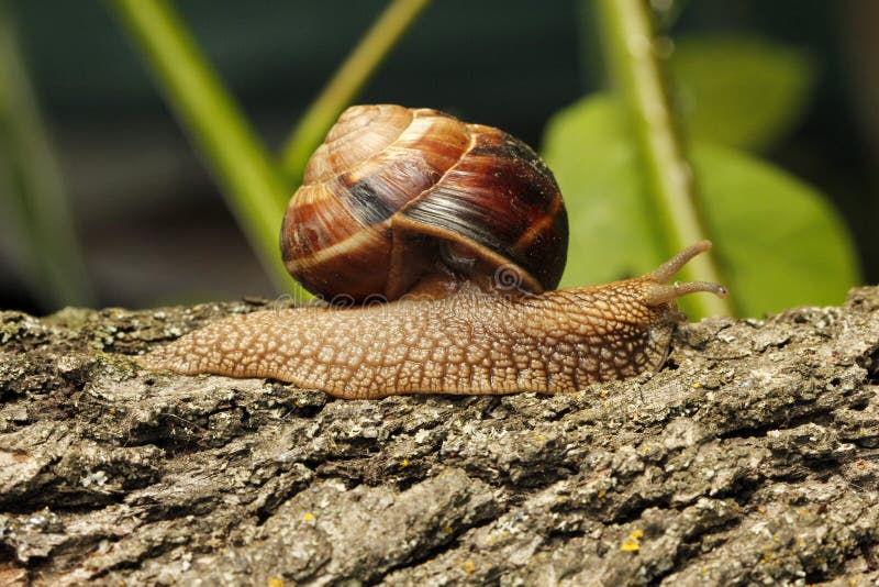 Lumaca fotografia stock. Immagine di scarpa, macro, sgualdrina - 41706706