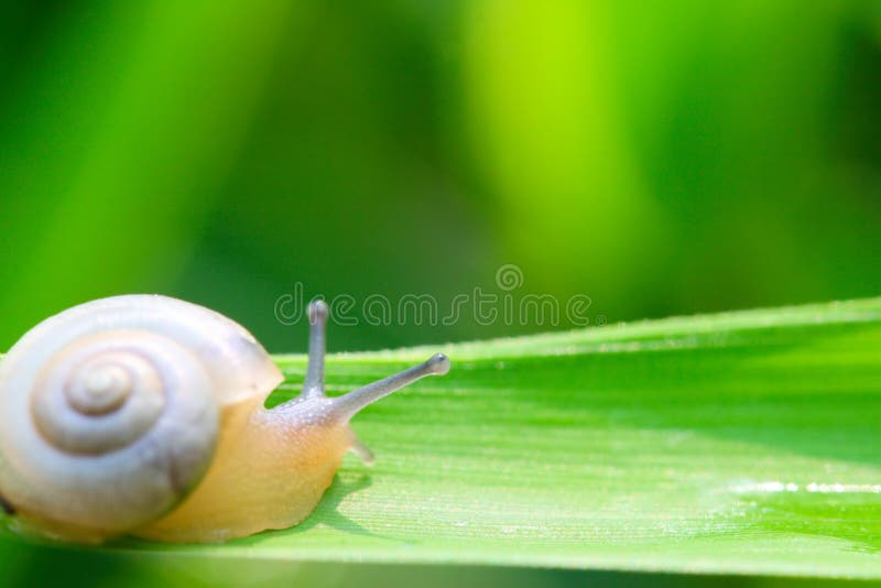 Lumaca immagine stock. Immagine di campo, mollusco, illustrazioni - 5364077