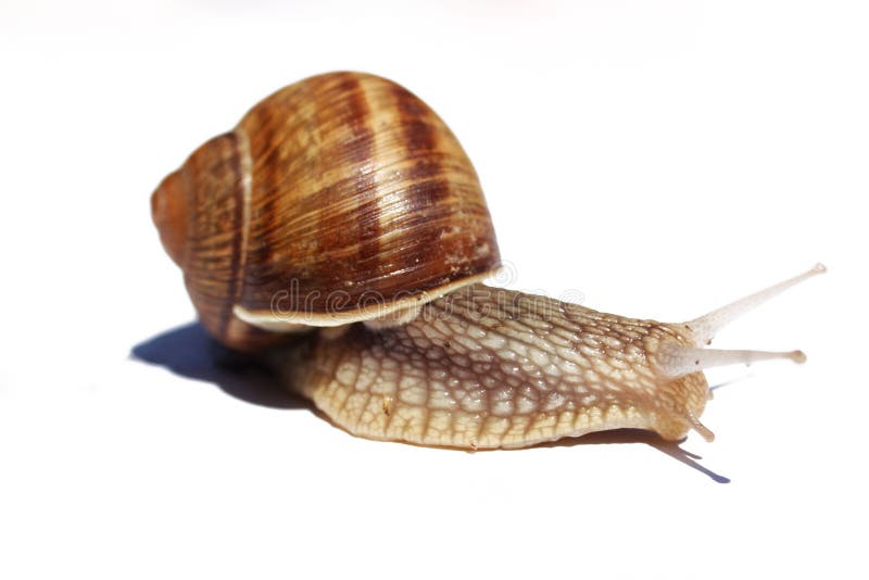 Lumaca Isolata Su Bianco Immagine. Immagine: 5633241