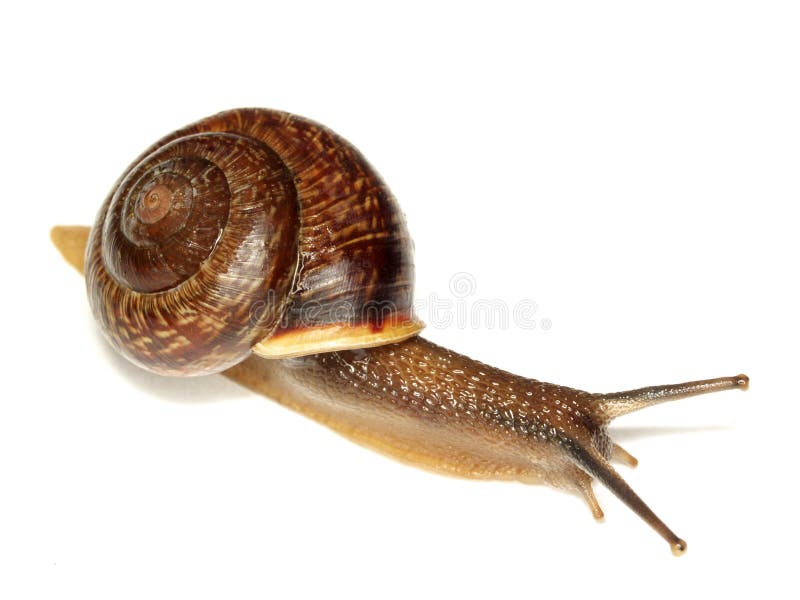 Lumaca su sfondo bianco immagine stock. Immagine di viscoso - 6261199