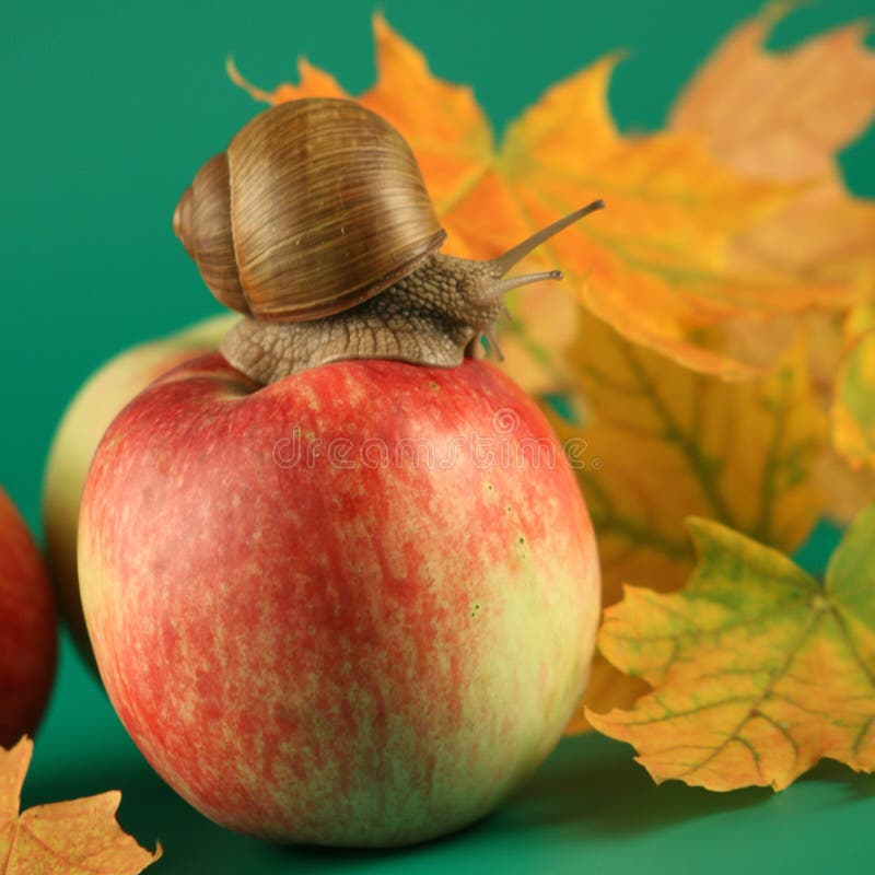 Una lumaca su una mela immagine stock. Immagine di sugoso - 198337873