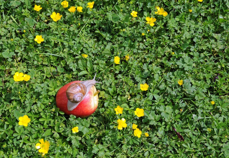 Lumaca sulla mela rossa immagine stock. Immagine di coperture - 5192083