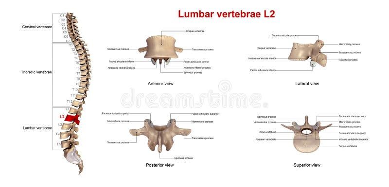 Lumbale ruggewervels L2 stock illustratie. Illustration of wervel ...