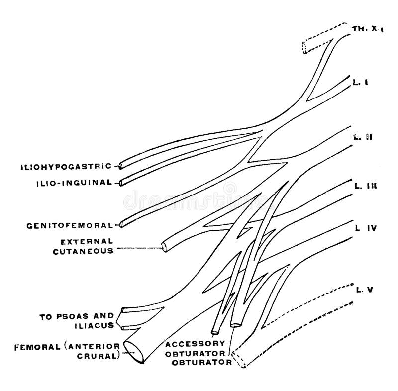 Lumbar Plexus Stock Illustrations – 155 Lumbar Plexus Stock ...