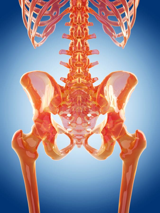 The lumbar spine stock illustration. Illustration of health - 59791889