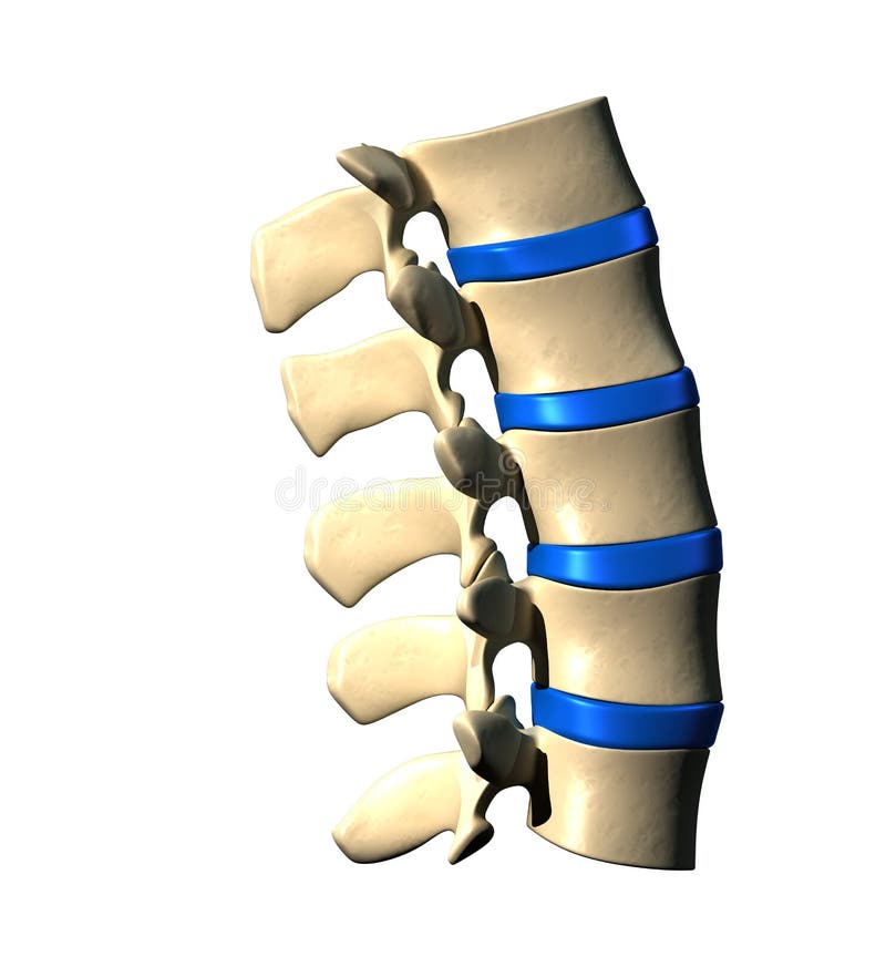 Spine Vertebrae - Lateral View / Side View Stock Illustration ...