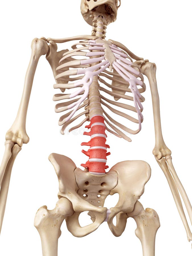 The lumbar spine stock illustration. Illustration of medical - 56652593
