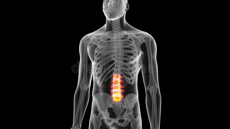 Lumbar Spine L 2 Bone Anatomy for Medical Concept 3D Animation Stock ...