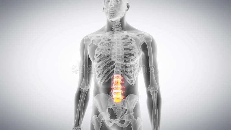 Lumbar Spine L 2 Bone Anatomy for Medical Concept 3D Animation Stock ...
