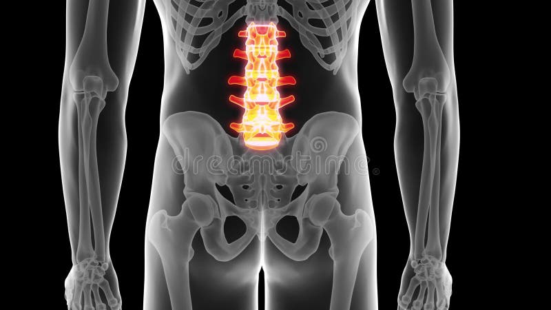 Lumbar Spine L 2 Bone Anatomy for Medical Concept 3D Animation Stock ...