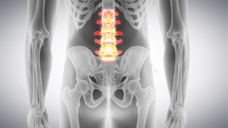 Lumbar Spine L 2 Bone Anatomy for Medical Concept 3D Animation Stock ...