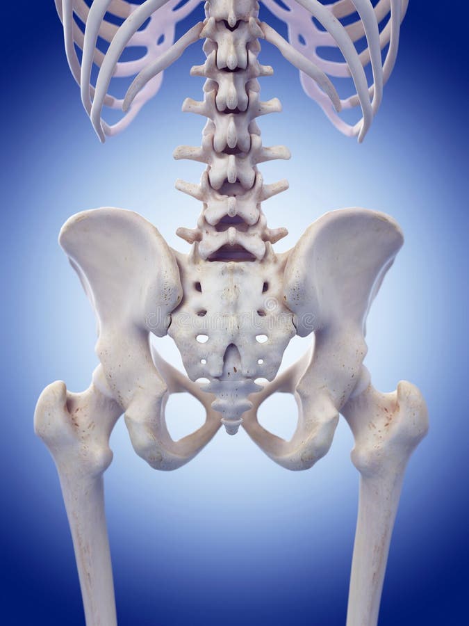 Spine and pelvis stock illustration. Illustration of closeup - 5563851