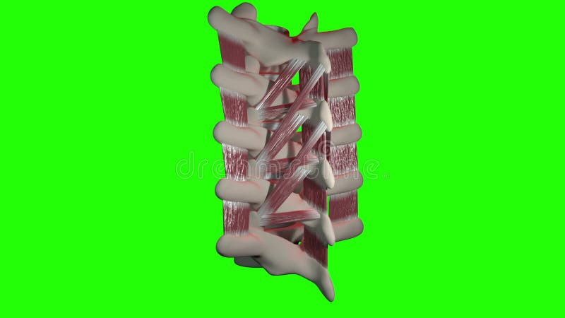 Lumbar Spine L 2 Bone Anatomy for Medical Concept 3D Animation Stock ...