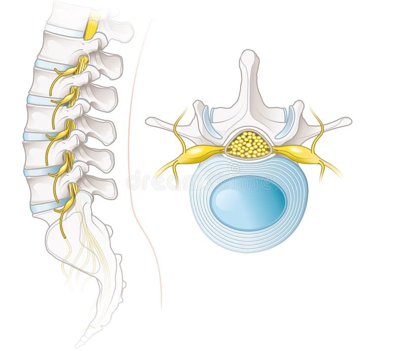 Lumbar Spine Labeled Stock Illustrations 73 Lumbar Spine Labeled