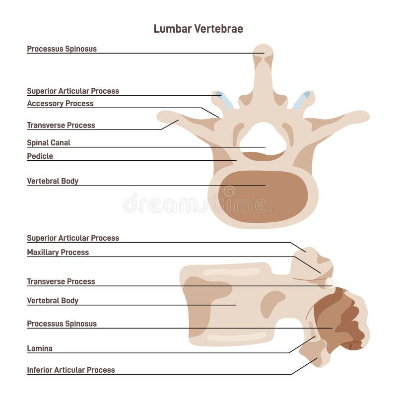 Lumbar Vertebra. the Largest Segments of the Vertebral Column Stock ...