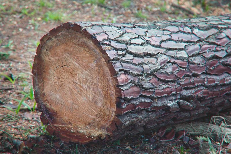 Lumber Closeup. Trunk of a Tree. Chopped Tree. Stock Photo - Image of ...