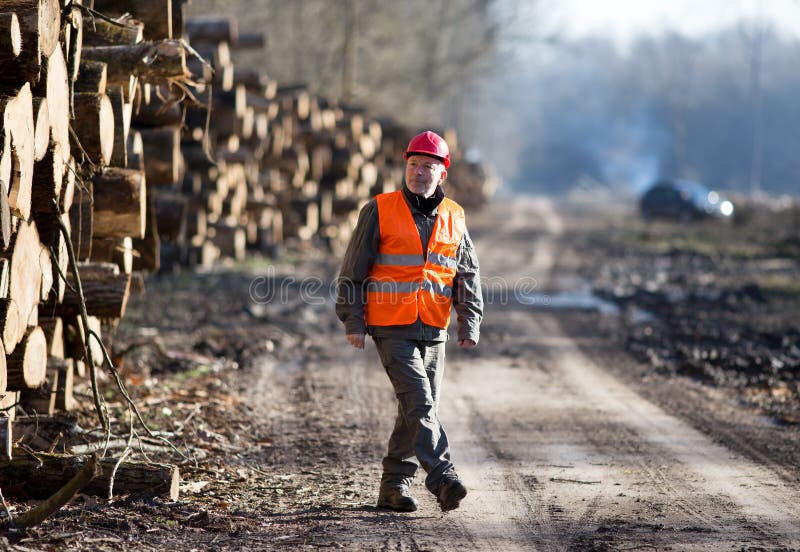 Lumber Engineer beside Tree Trunks Stock Image - Image of engineer ...