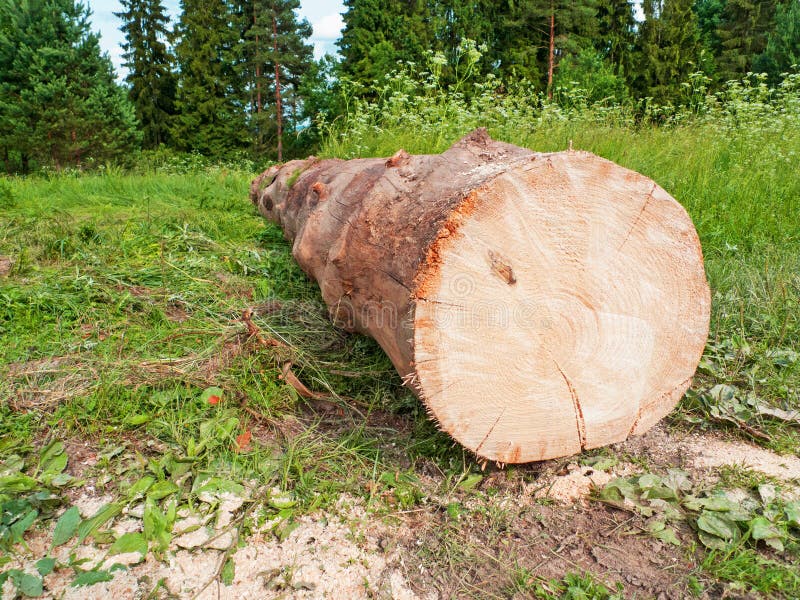 View of a lumber in forest stock image. Image of trees - 190702443