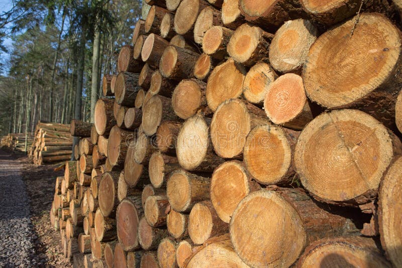 Lumber in Forest stock image. Image of industial, material - 87815763