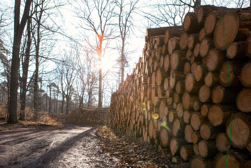 Lumber in Forest stock image. Image of forest, lumber - 87816519