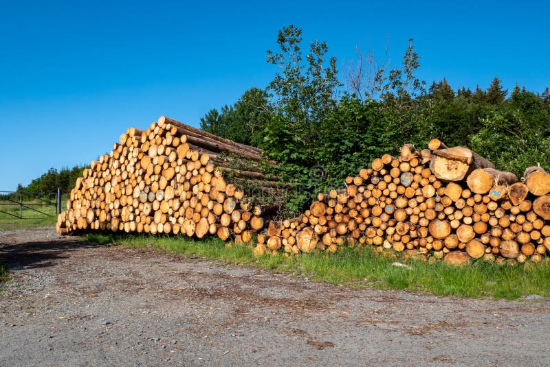 Lumber from the Forest Industry Stock Image - Image of forestry, stack ...