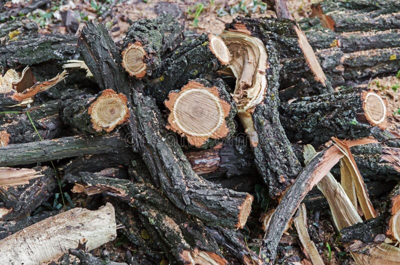 Lumber. Sawn acacia logs stock image. Image of logs - 248373237