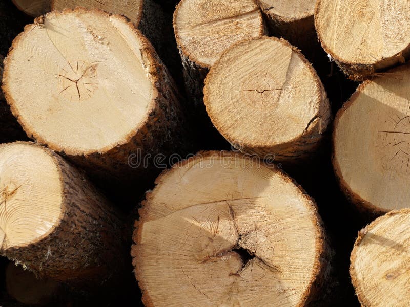 Lumber, Pine Logs, End View Close Up Stock Image - Image of closeup ...