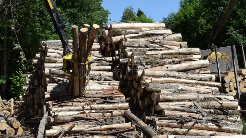 Logs loading stock video. Video of forest, sawmill, loader - 34986481