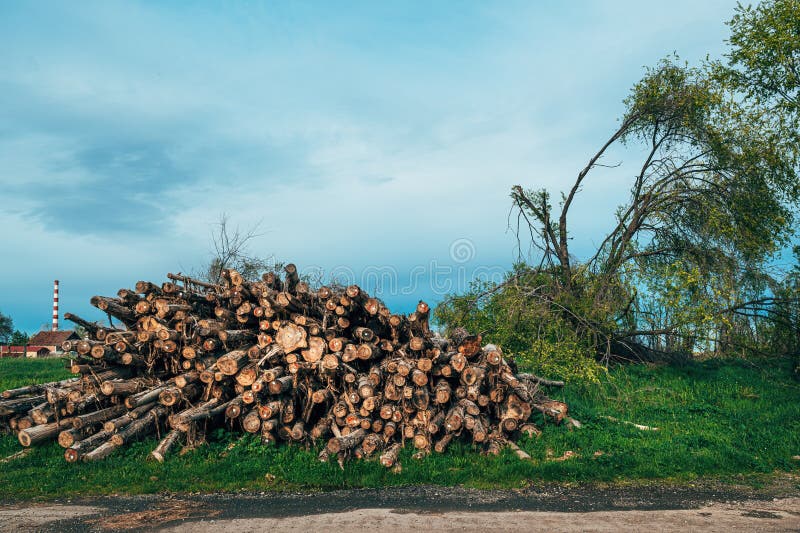 Lumber and Timber Wood Industry, Cut Down Fallen Tree Trunks Stacked ...